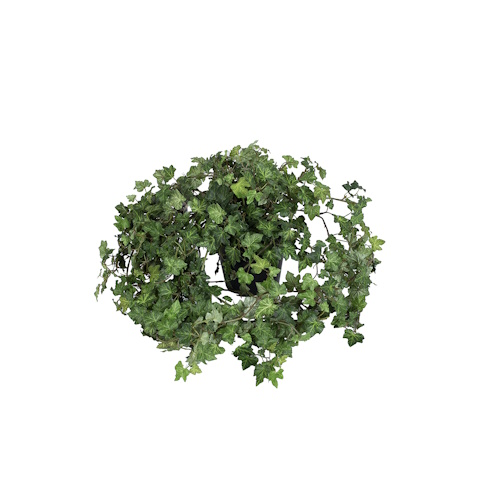 Vedbend - naturtro plante i to størrelser